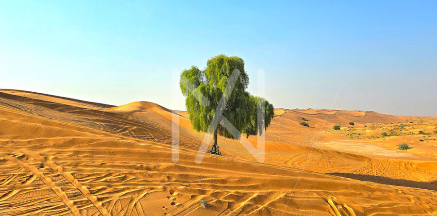 The Tree – Nomadic Infinity